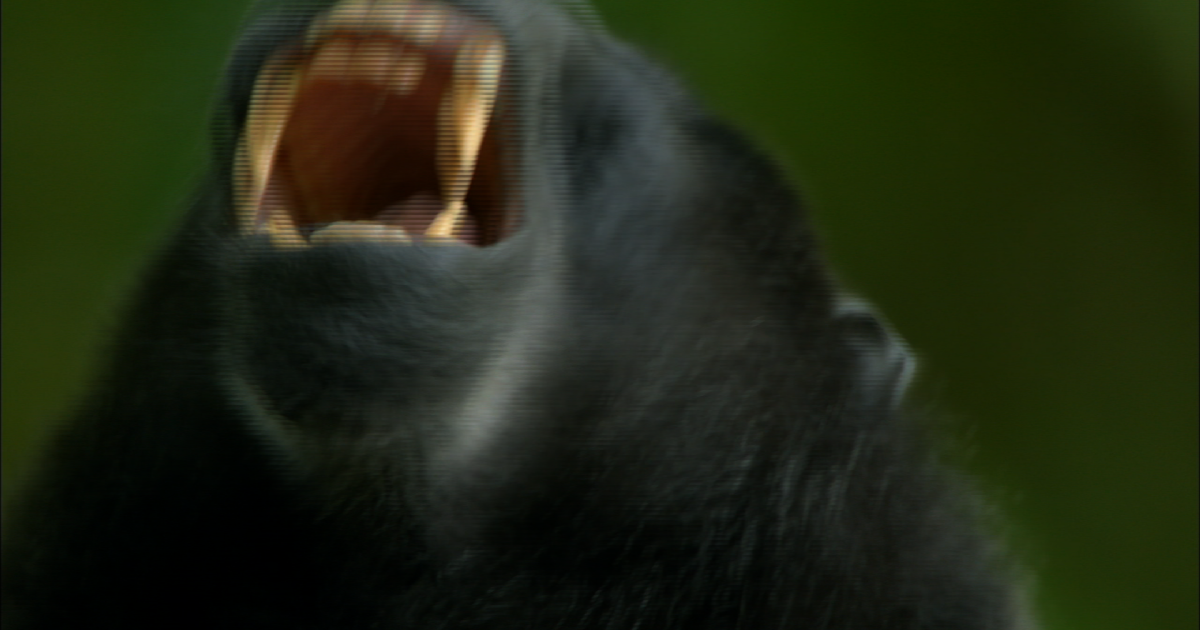 Why Crested Black Macaques Fight