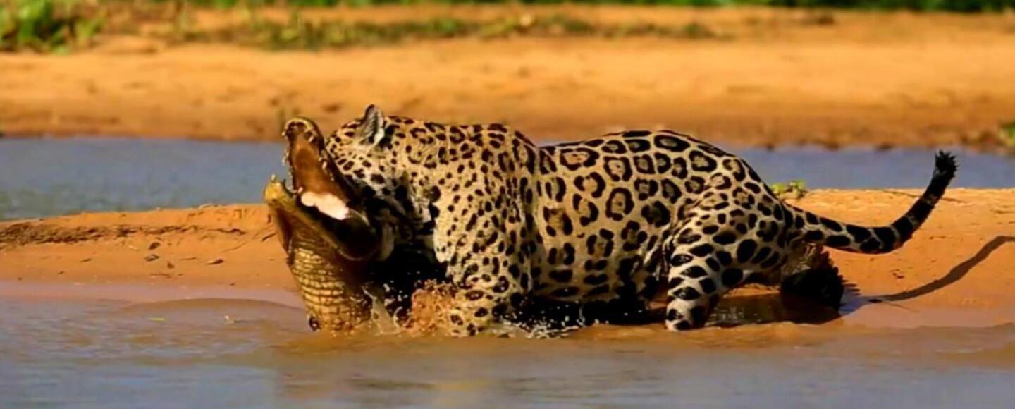 Jaguar Attacks Caiman Crocodile
