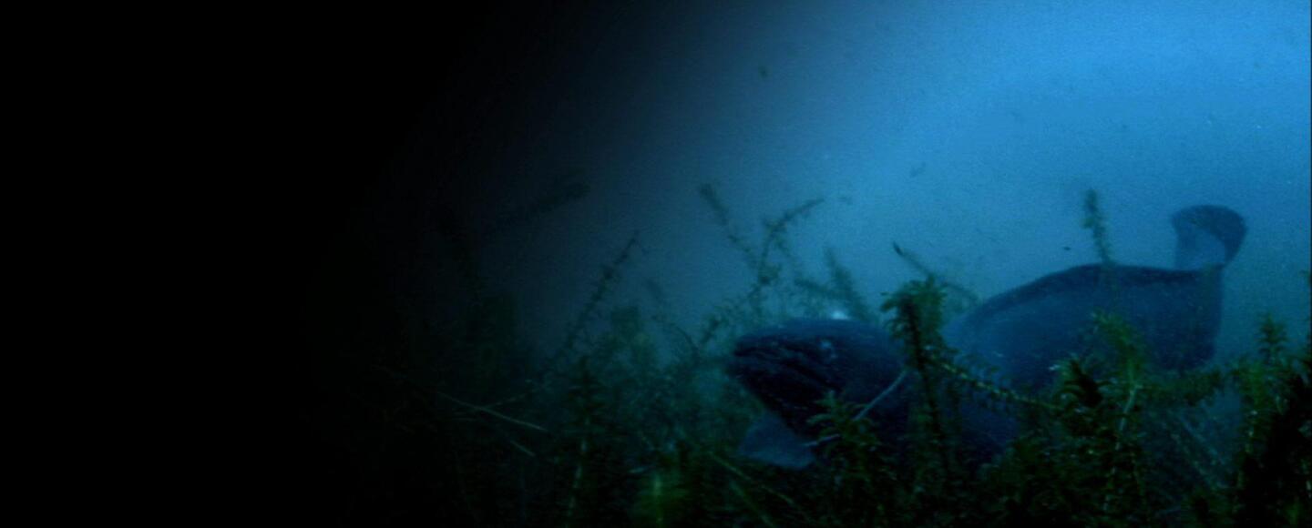 The Mystery of Eels Preview