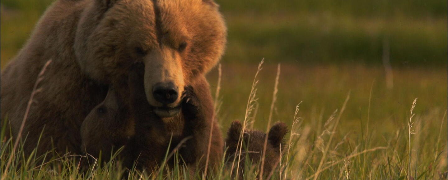 Bears of the Last Frontier: City of Bears