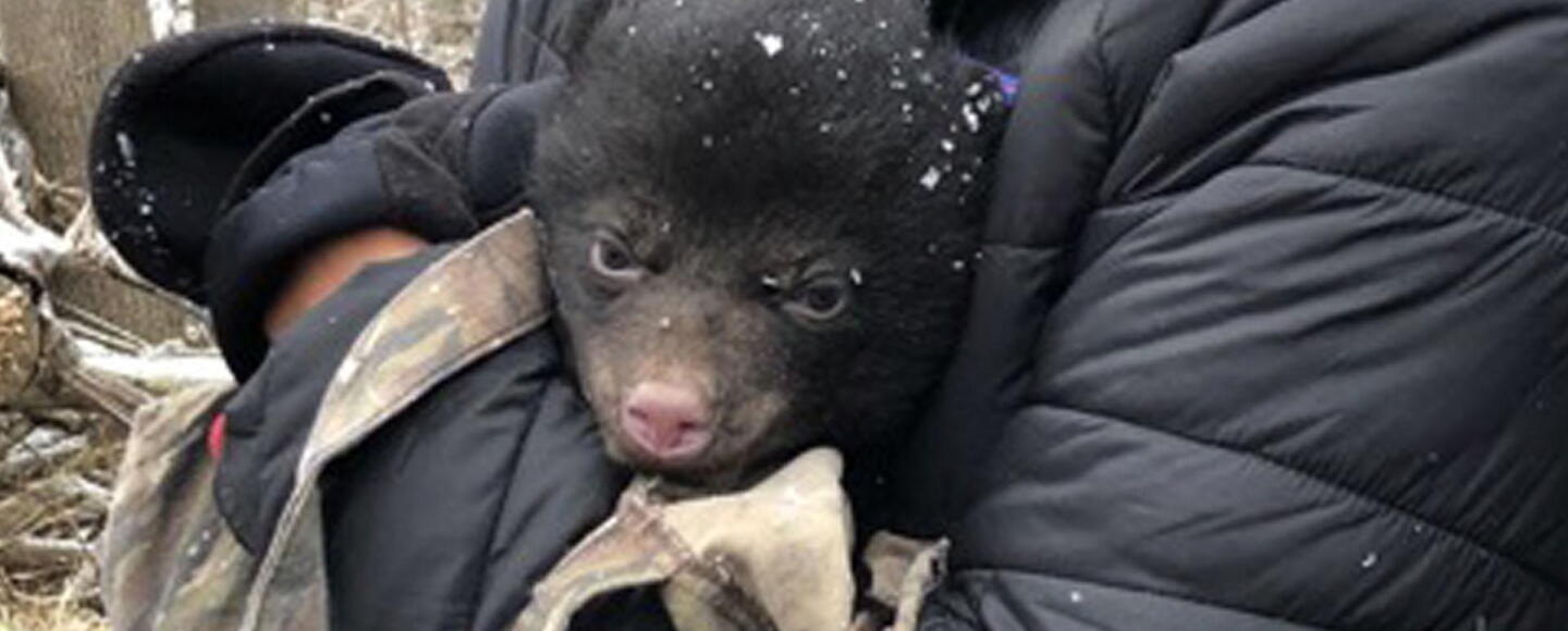 Bear Cub Check Up