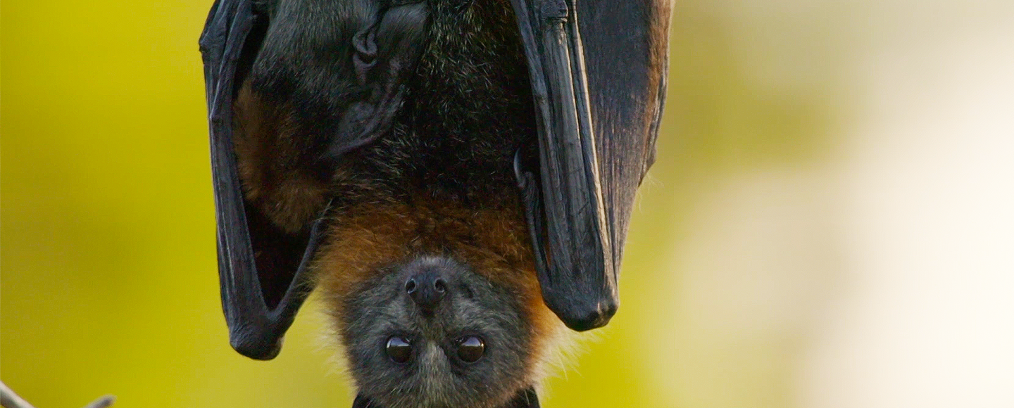Flying Fox Cams Reveal Night Time Escapades