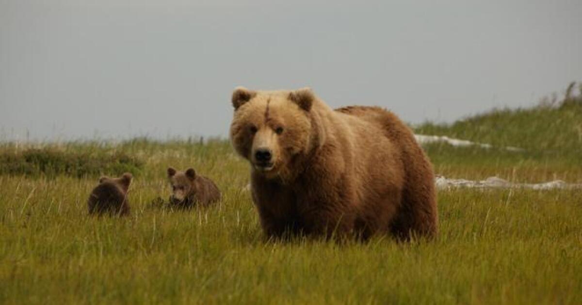 Bears of the Last Frontier: City of Bears - Preview