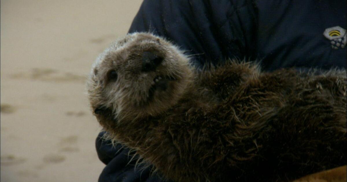 Saving Otter 501 - Preview