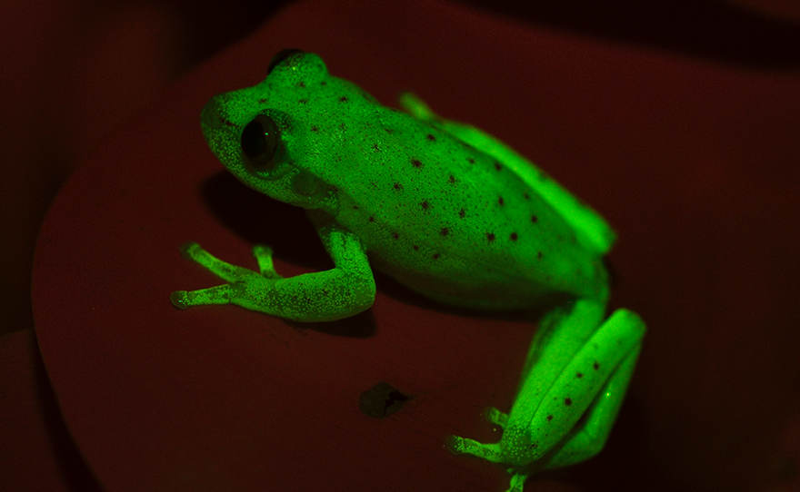 Groovy: Scientists Say They've Found The First Fluorescent Frog