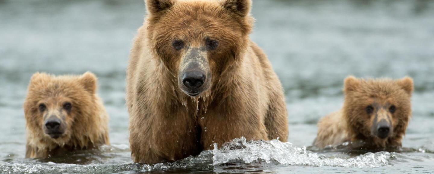 Bears Preview