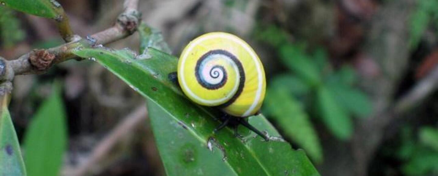 Cuba: Accidental Eden - Preview