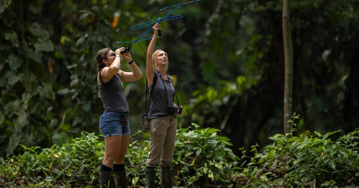 Life-Saving Bridges For Sloths