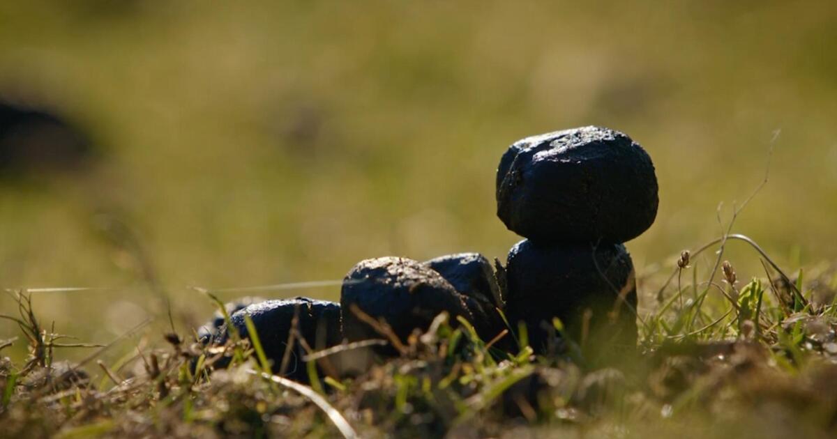 Why Wombats Poop Cubes