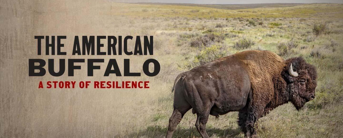 The American Buffalo: A Story of Resilience