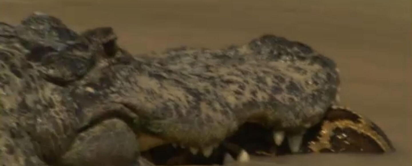 Alligator Versus Python