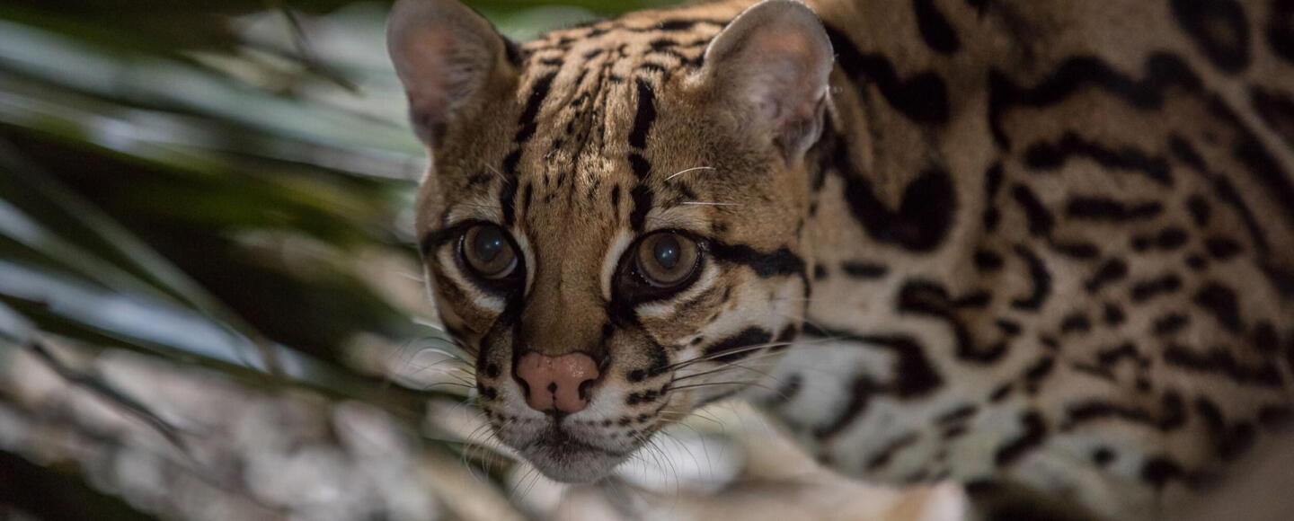 Preview of American Ocelot
