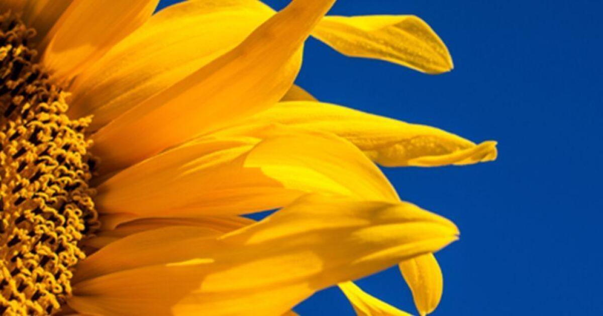 The Great Sunflower Project - Spanish
