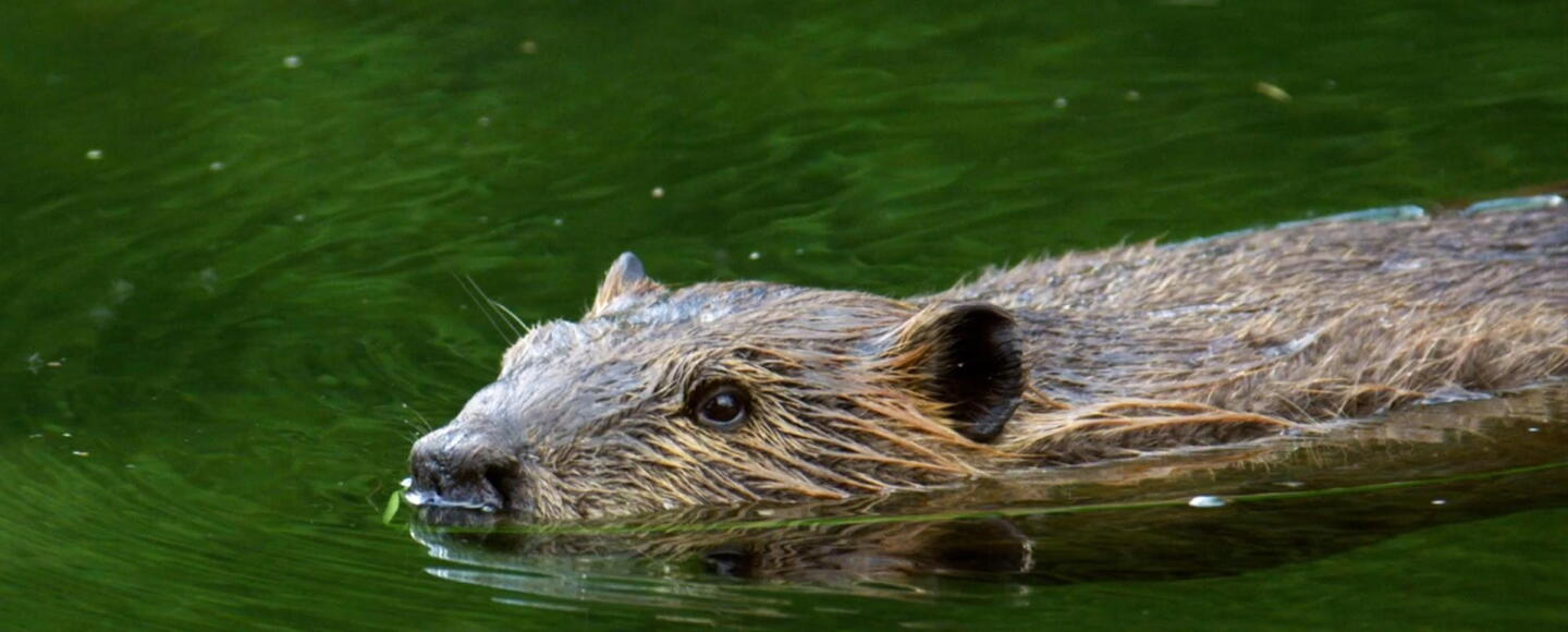 Busy Beavers | Backyard Nature