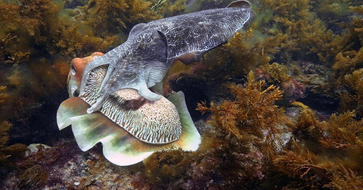 Why Do Cuttlefish Change Color?