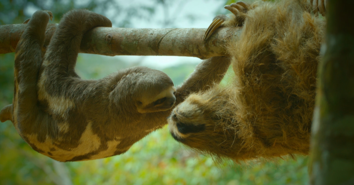 Spy Sloth has an Admirer