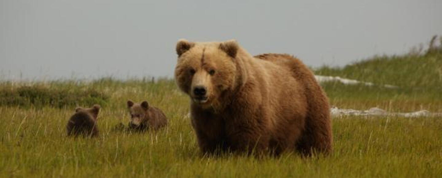 Bears of the Last Frontier: City of Bears - Preview