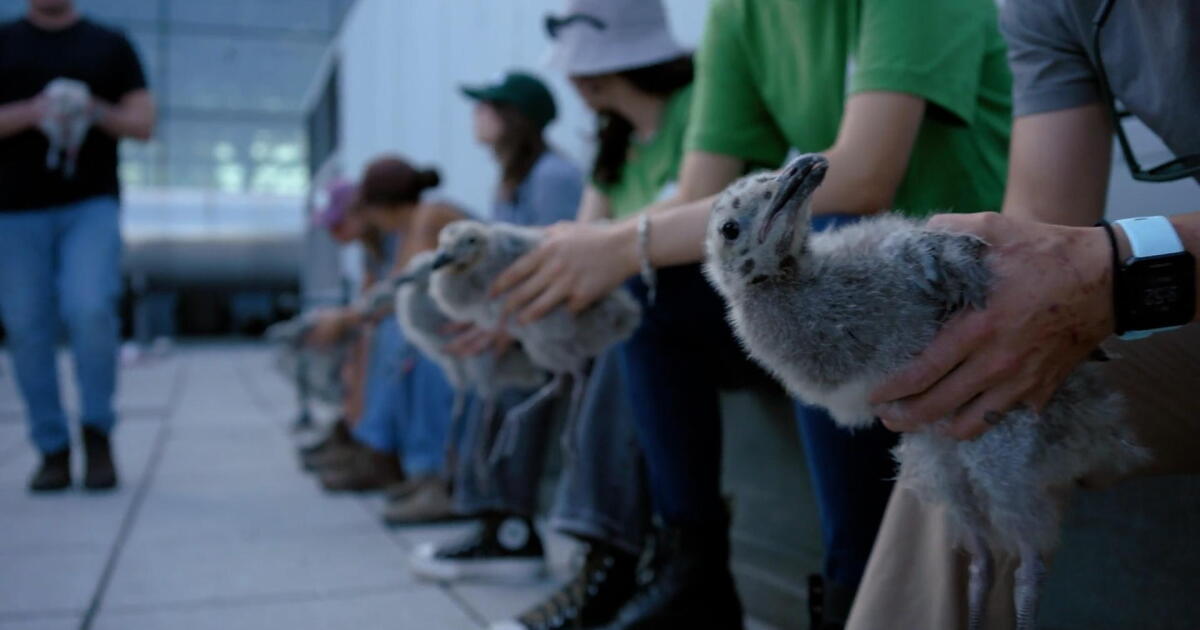 Building for Birds | WILD HOPE