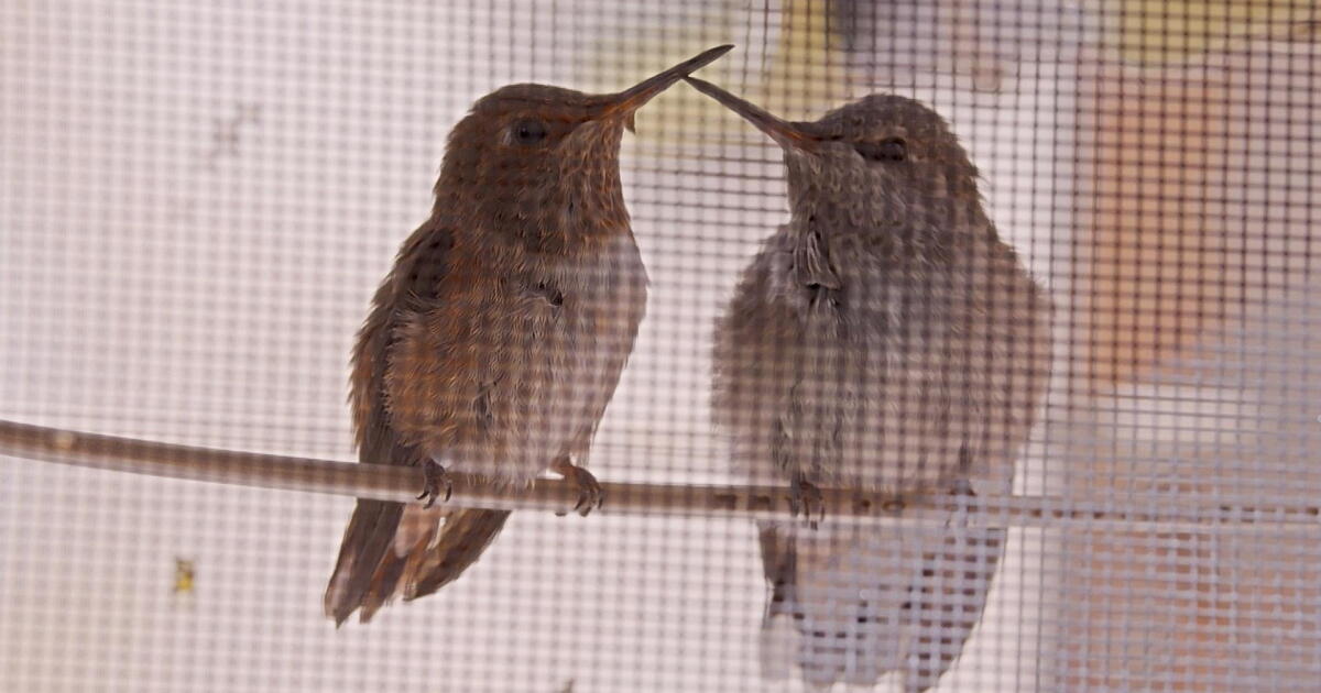 A Hummingbird Love Story