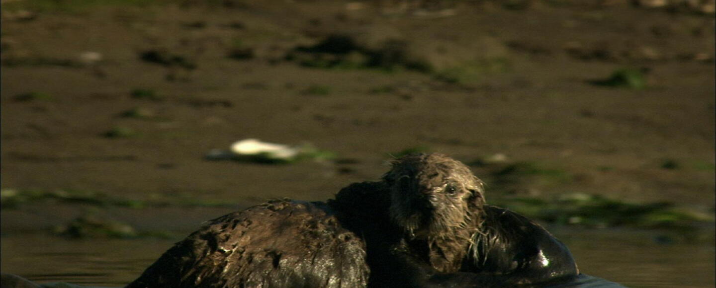 Saving Otter 501: Education of Otter Pup