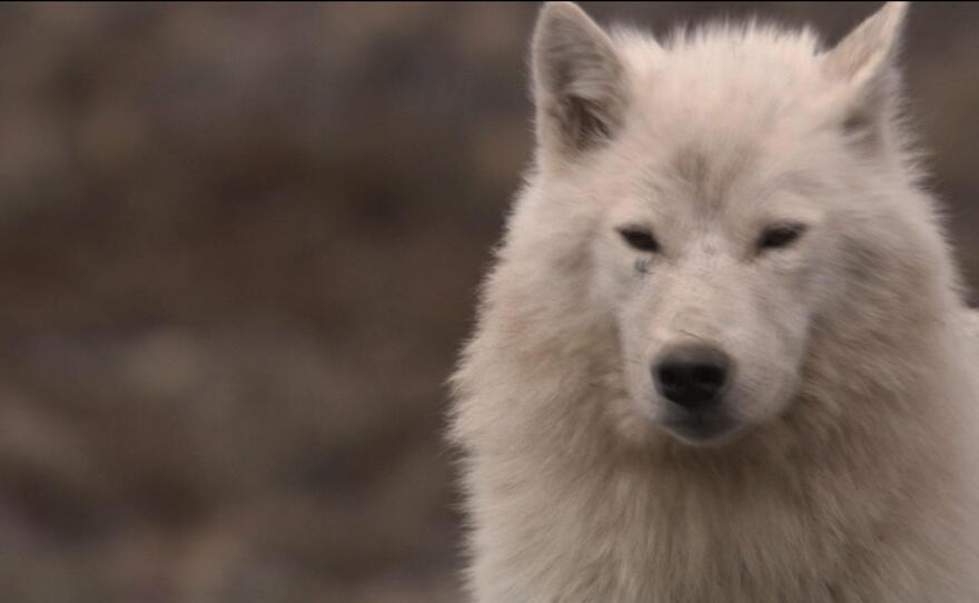 White Falcon, White Wolf
