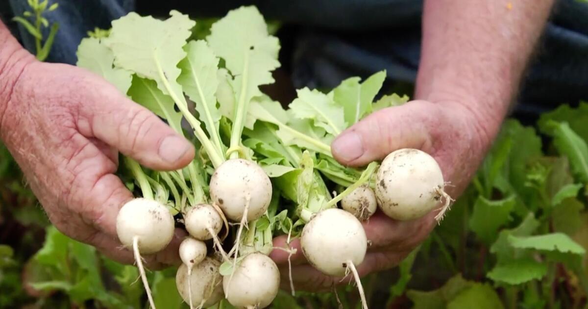 Turnips: The Roots