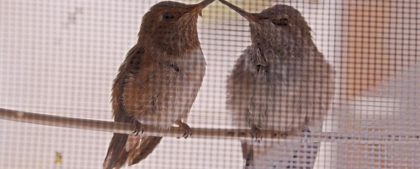 A Hummingbird Love Story