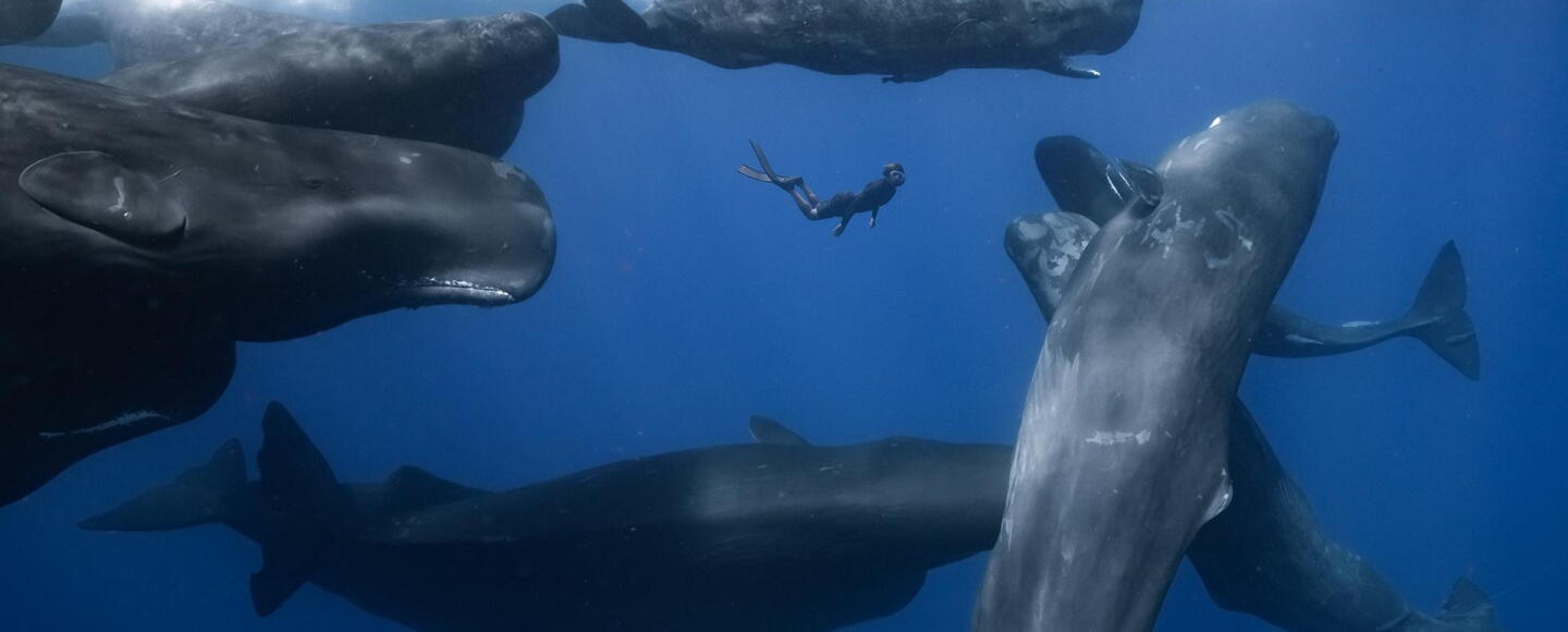 Preview of Patrick and the Whale