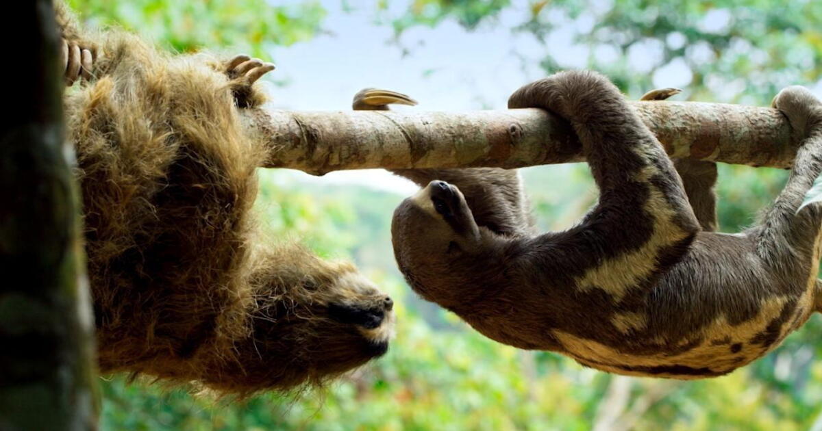 'Spy Sloth' Meets Real Sloth