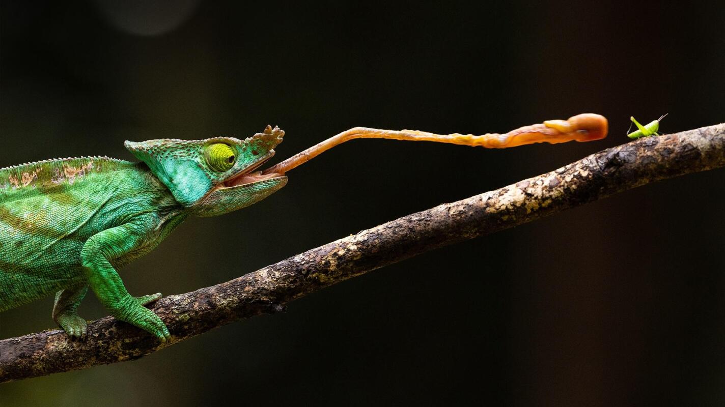 Watch Nature from PBS online