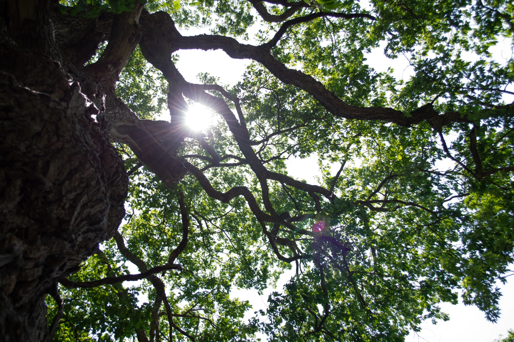 Virginia Big Trees Big Trees Of Page County With Richard Stromberg
